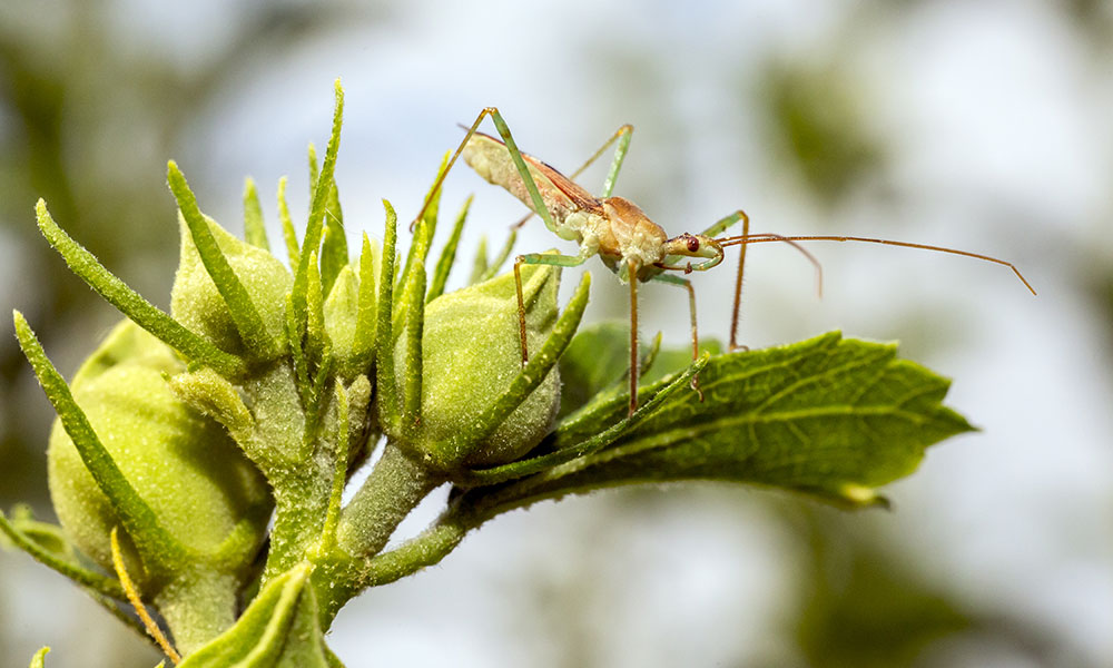 The Impact of Southern Chinch Bug on Weed Establishment