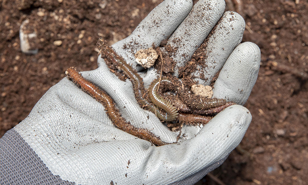 Understanding White Grubs | Florida Green Turf and Shrubs Inc.